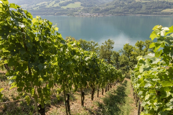 Quinten – Kümin Weine